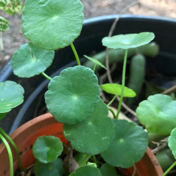Hydrocotyle umbellata | Dollarweed - Green Cover Initiative