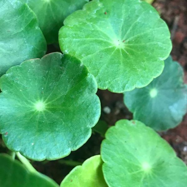 Hydrocotyle umbellata | Dollarweed - Green Cover Initiative