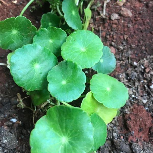 Hydrocotyle umbellata | Dollarweed - Green Cover Initiative