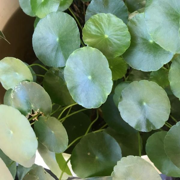 Hydrocotyle umbellata | Dollarweed - Green Cover Initiative