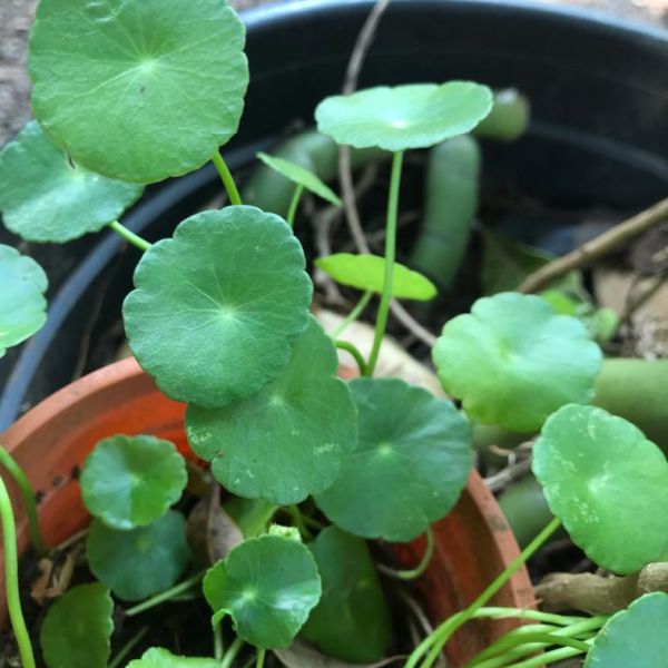 Hydrocotyle umbellata | Dollarweed - Green Cover Initiative