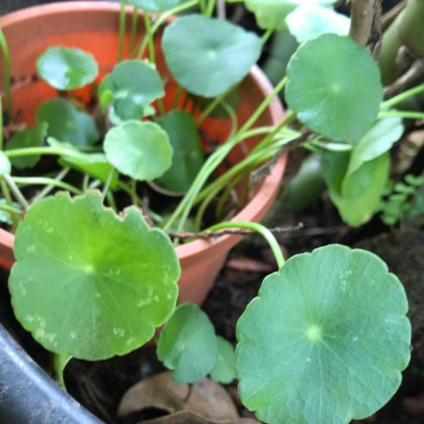 Hydrocotyle umbellata | Dollarweed - Green Cover Initiative