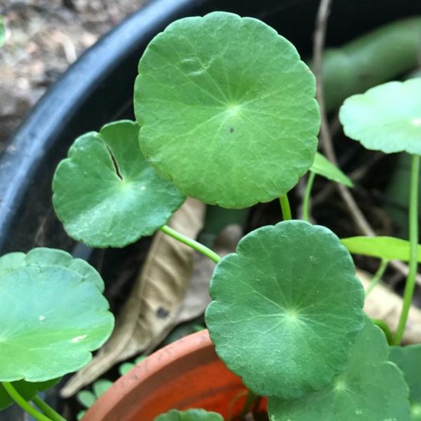 Hydrocotyle umbellata | Dollarweed - Green Cover Initiative
