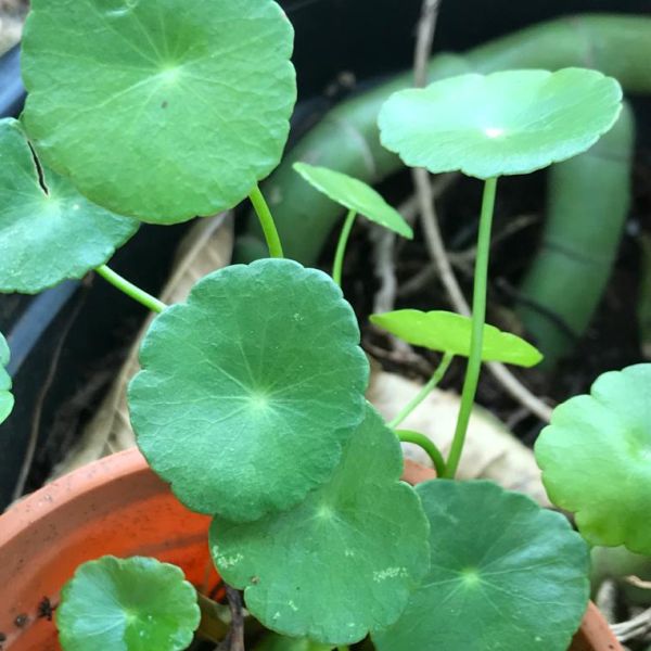 Hydrocotyle umbellata | Dollarweed - Green Cover Initiative