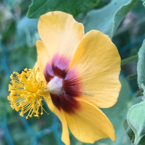 Abutilon hirtum | Hairy Indian mallow - Green Cover Initiative