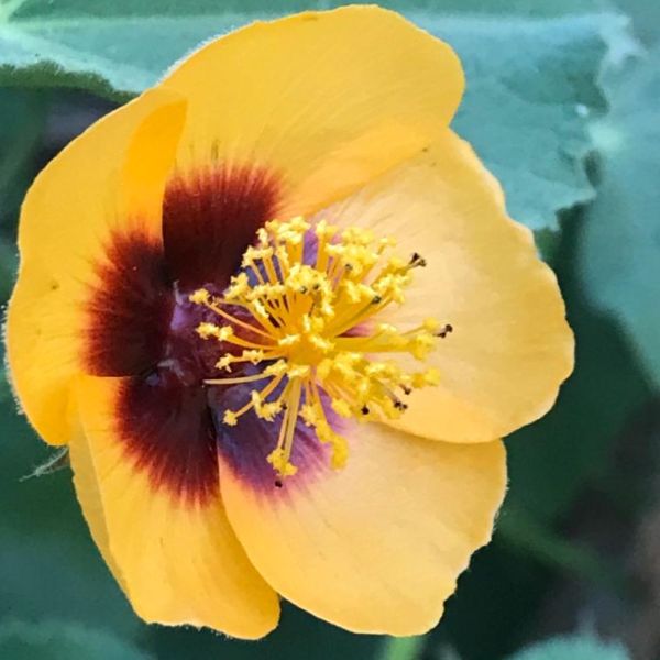 Abutilon hirtum | Hairy Indian mallow - Green Cover Initiative