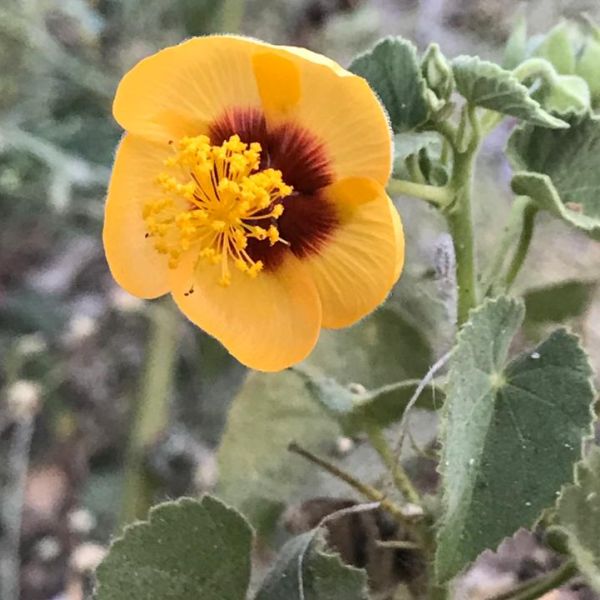 Abutilon hirtum | Hairy Indian mallow - Green Cover Initiative