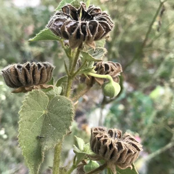 Abutilon hirtum | Hairy Indian mallow - Green Cover Initiative