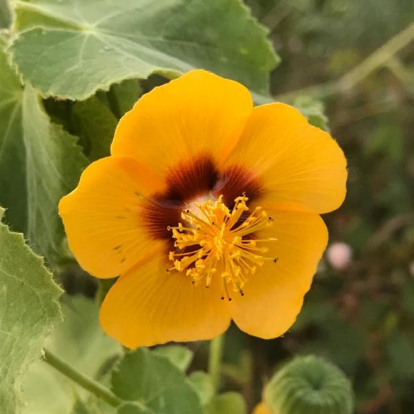 Abutilon hirtum | Hairy Indian mallow - Green Cover Initiative