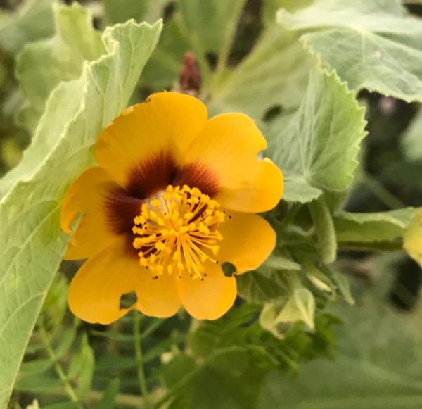 Abutilon hirtum | Hairy Indian mallow - Green Cover Initiative
