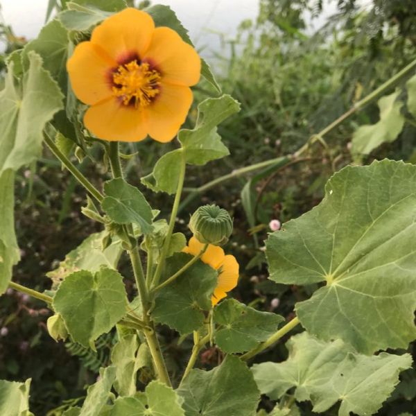 Abutilon hirtum | Hairy Indian mallow - Green Cover Initiative