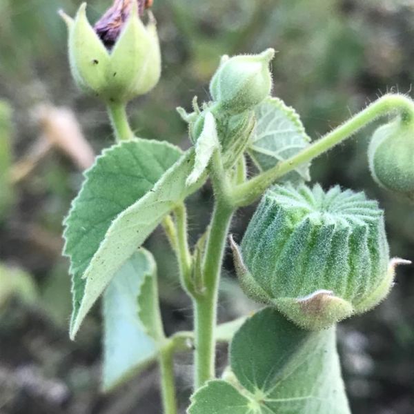 Abutilon hirtum | Hairy Indian mallow - Green Cover Initiative