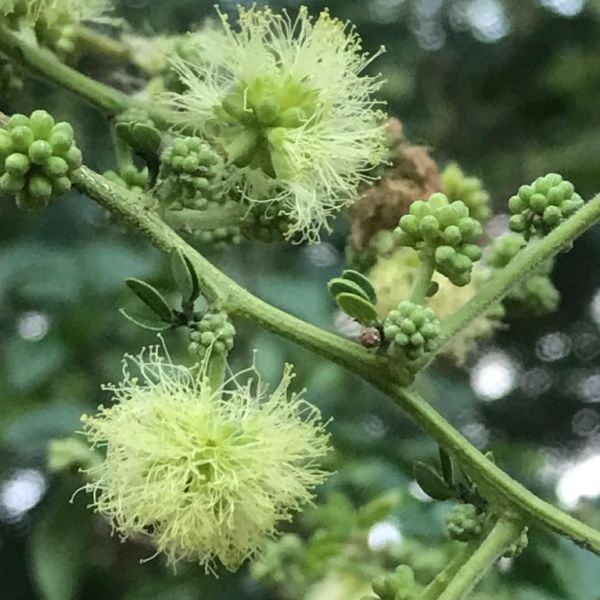 Pithecellobium dulce | Madras thorn - Tree Catalog from GCI