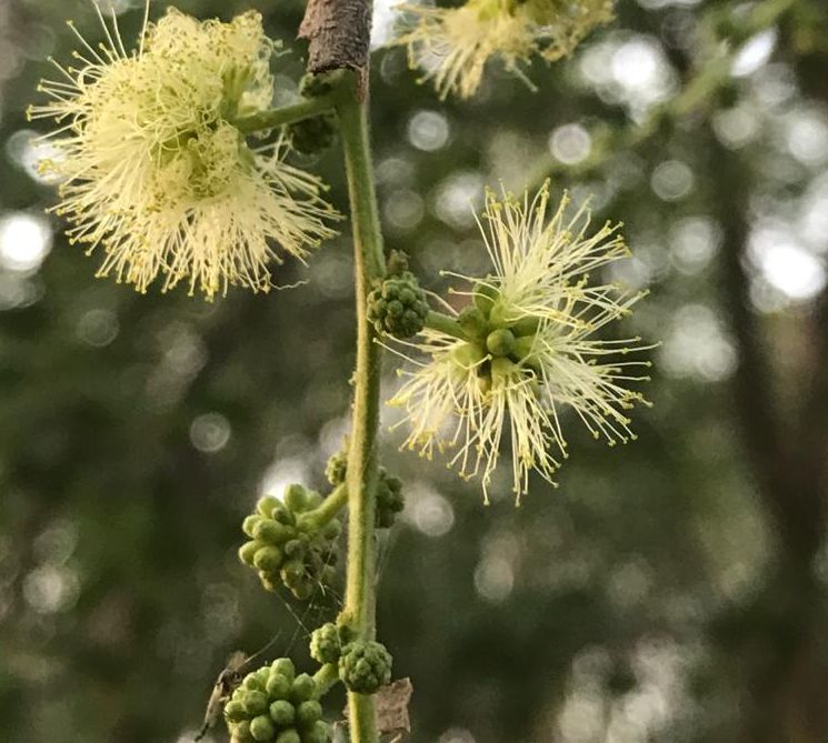 Pithecellobium dulce | Madras thorn - Tree Catalog from GCI