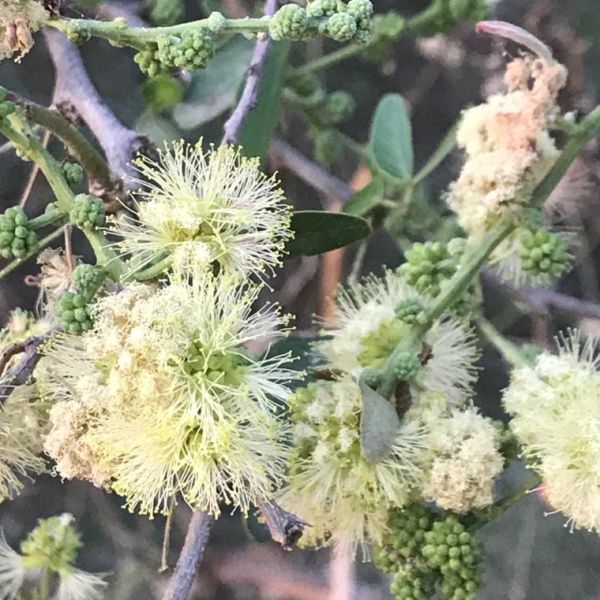 Pithecellobium dulce | Madras thorn - Tree Catalog from GCI