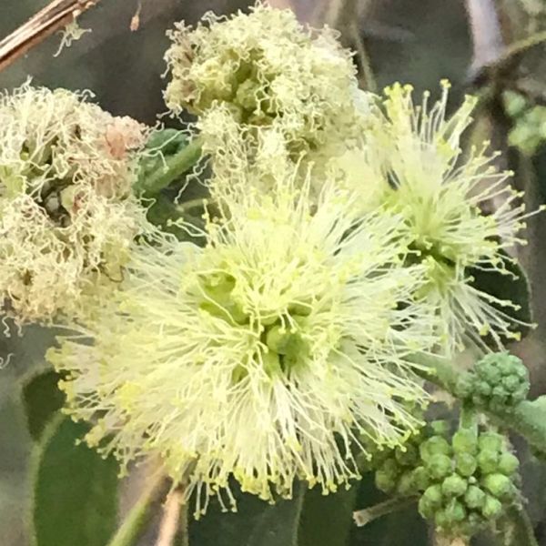 Pithecellobium dulce | Madras thorn - Tree Catalog from GCI