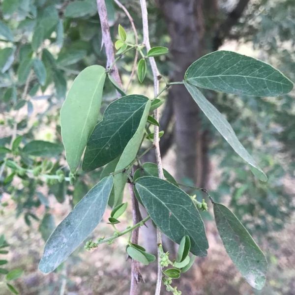 Pithecellobium dulce | Madras thorn - Tree Catalog from GCI