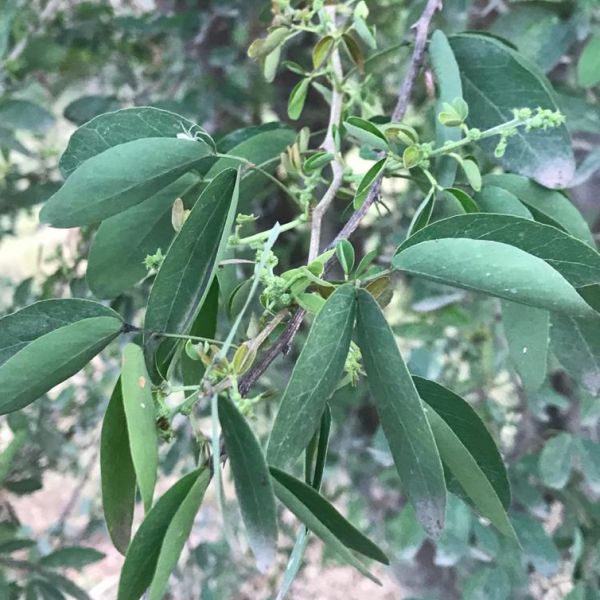 Pithecellobium dulce | Madras thorn - Tree Catalog from GCI