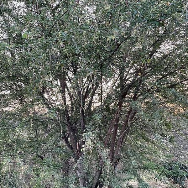 Pithecellobium dulce | Madras thorn - Tree Catalog from GCI