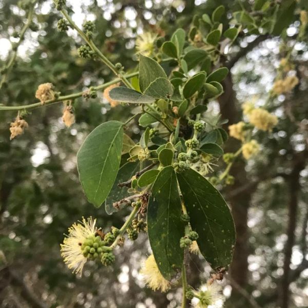 Pithecellobium dulce | Madras thorn - Tree Catalog from GCI
