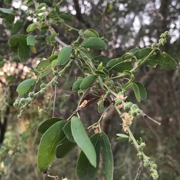 Pithecellobium dulce | Madras thorn - Tree Catalog from GCI