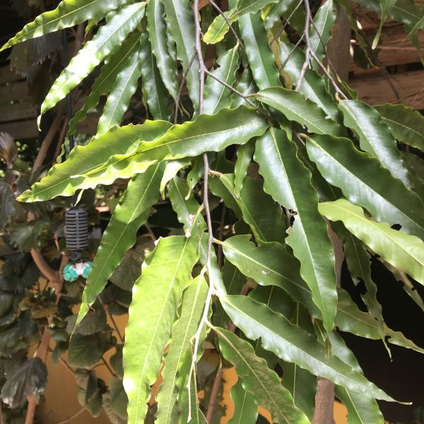 Monoon longifolium | Mast tree | False Ashok - Green Cover Initiative