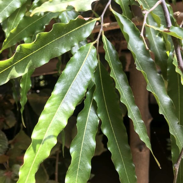 Monoon longifolium | Mast tree | False Ashok - Green Cover Initiative