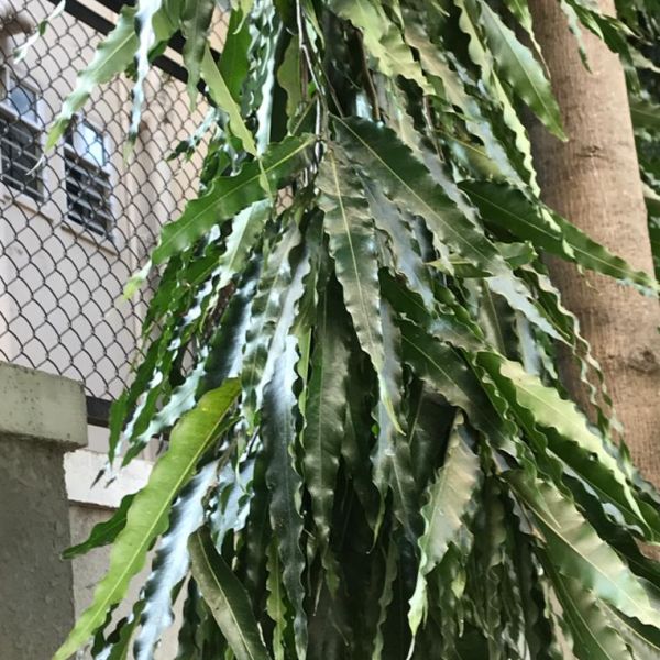 Monoon longifolium | Mast tree | False Ashok - Green Cover Initiative