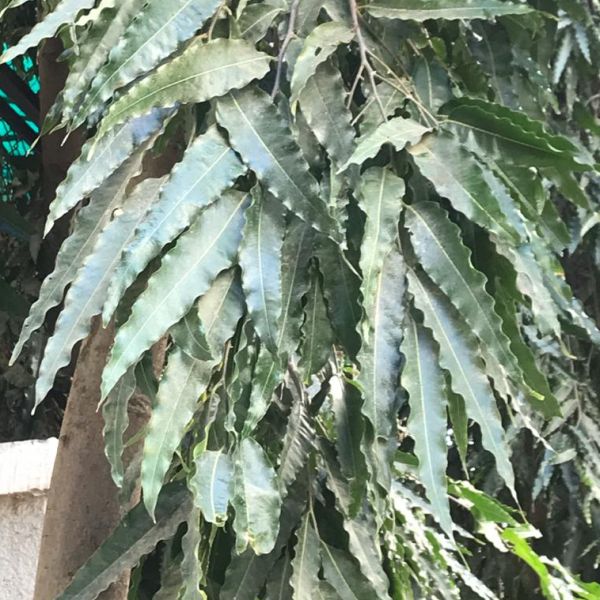 Monoon longifolium | Mast tree | False Ashok - Green Cover Initiative