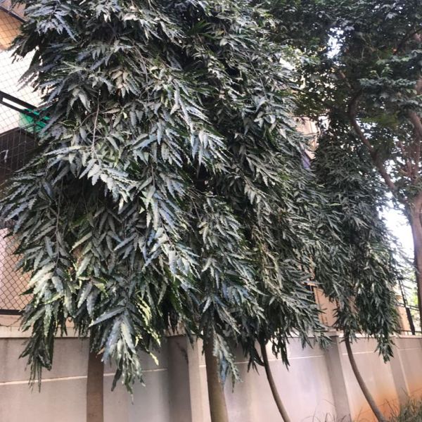 Monoon longifolium | Mast tree | False Ashok - Green Cover Initiative