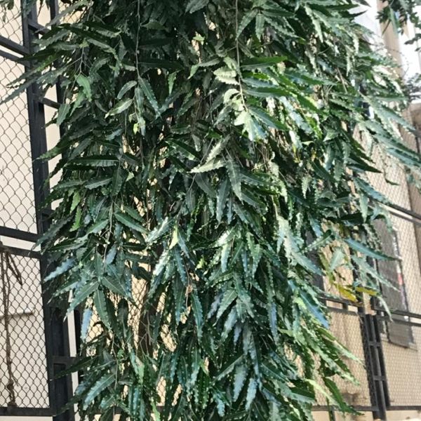 Monoon longifolium | Mast tree | False Ashok - Green Cover Initiative
