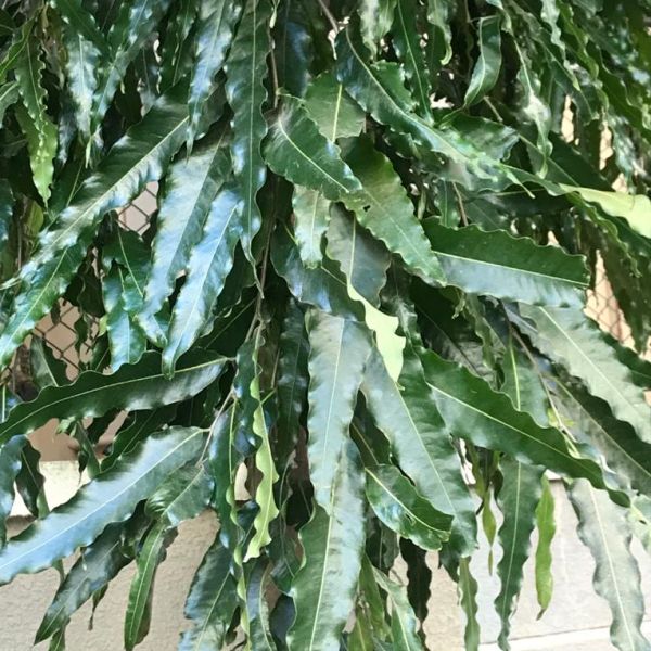 Monoon longifolium | Mast tree | False Ashok - Green Cover Initiative