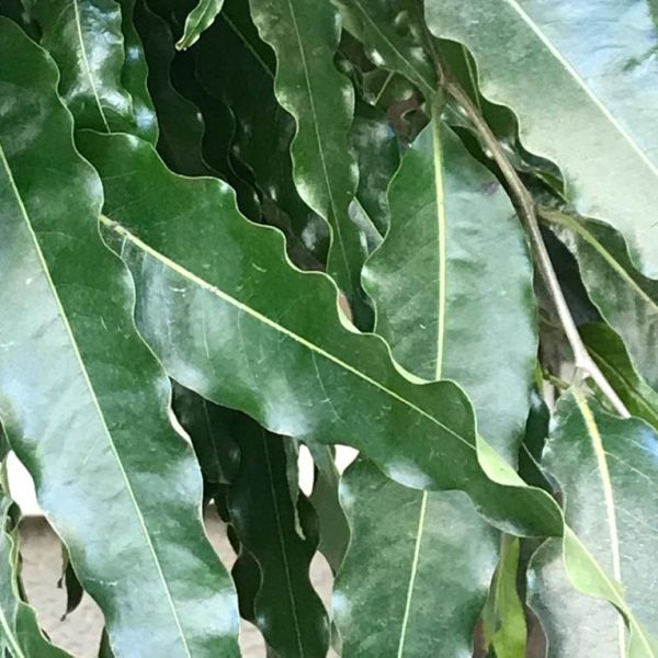 Monoon longifolium | Mast tree | False Ashok - Green Cover Initiative