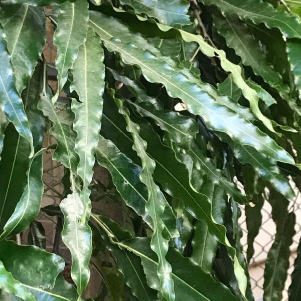 Monoon longifolium | Mast tree | False Ashok - Green Cover Initiative