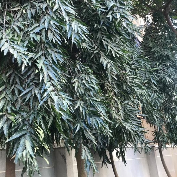 Monoon longifolium | Mast tree | False Ashok - Green Cover Initiative