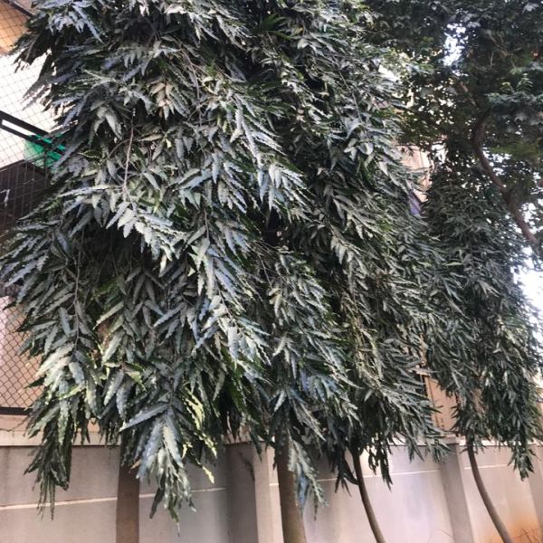 Monoon longifolium | Mast tree | False Ashok - Green Cover Initiative
