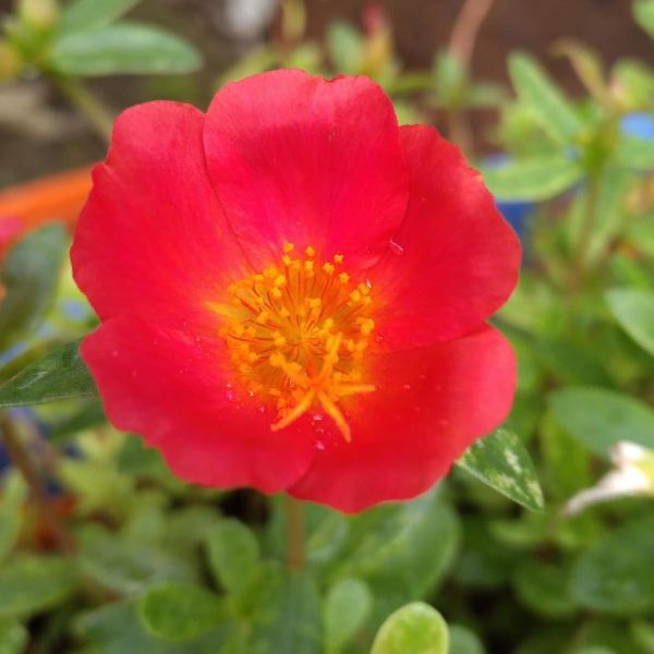 Portulaca grandiflora | Moss rose | Sun rose - Green Cover Initiative