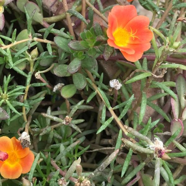 Portulaca grandiflora | Moss rose | Sun rose - Green Cover Initiative
