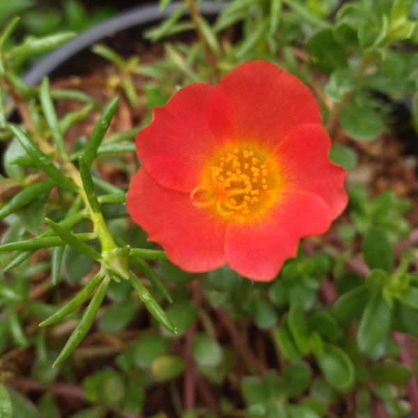 Portulaca grandiflora | Moss rose | Sun rose - Green Cover Initiative