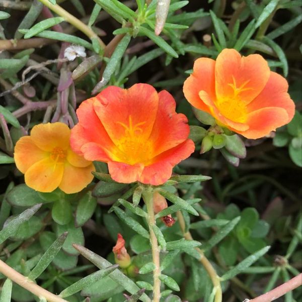 Portulaca grandiflora | Moss rose | Sun rose - Green Cover Initiative