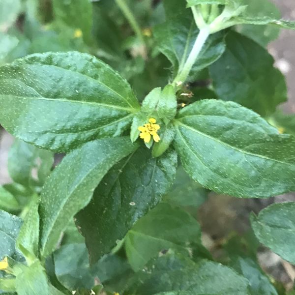 Synedrella nodiflora | Nodeweed | Cinderella weed - Green Cover Initiative