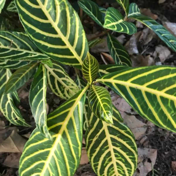 Sanchezia speciosa | Shrubby whitevein | Gold vein plant - Plant catalog