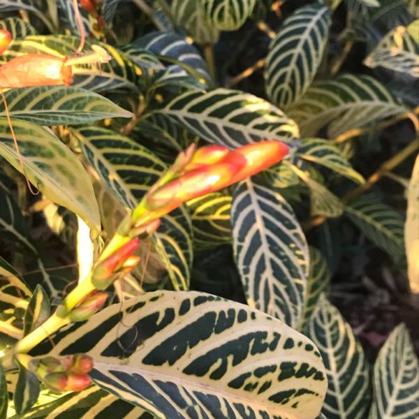 Sanchezia speciosa | Shrubby whitevein | Gold vein plant - Plant catalog