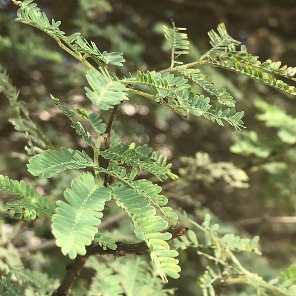 Vachellia nilotica | Gum arabic tree | Keekar - Indian trees from GCI