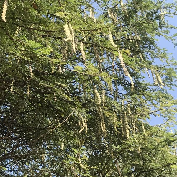 Vachellia nilotica | Gum arabic tree | Keekar - Indian trees from GCI