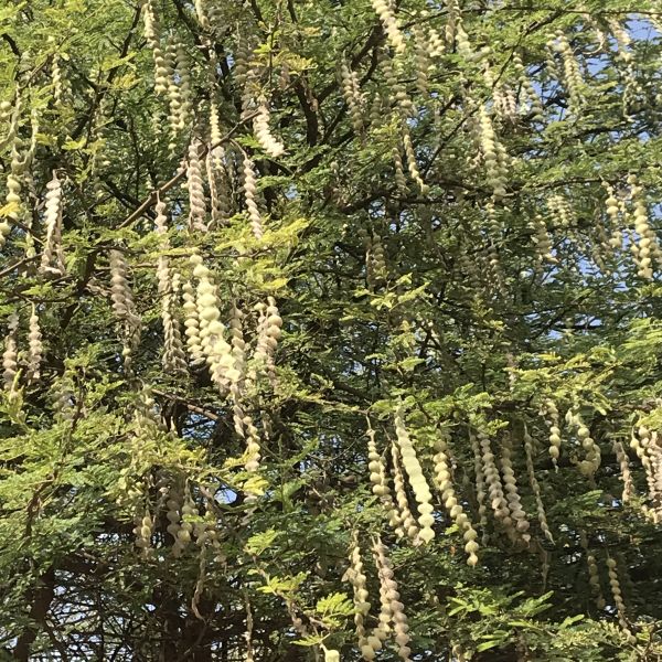 Vachellia nilotica | Gum arabic tree | Keekar - Indian trees from GCI