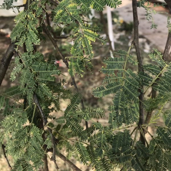 Vachellia nilotica | Gum arabic tree | Keekar - Indian trees from GCI