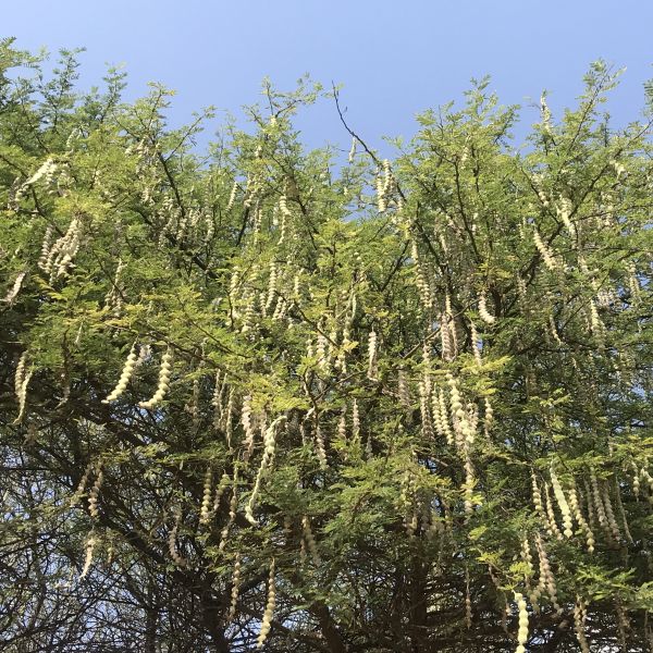 Vachellia nilotica | Gum arabic tree | Keekar - Indian trees from GCI