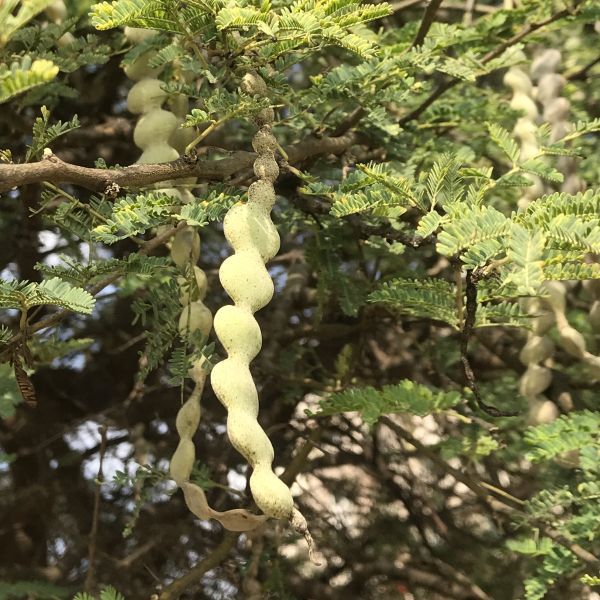 Vachellia nilotica | Gum arabic tree | Keekar - Indian trees from GCI