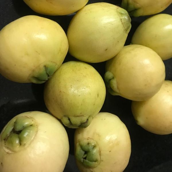 Syzygium samarangense | Wax apple | Java apple - Green Cover Initiative